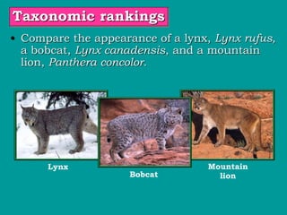 WHAT IS Taxonomy_Classification_17_.ppt | Operating Systems | Computer Software and Applications