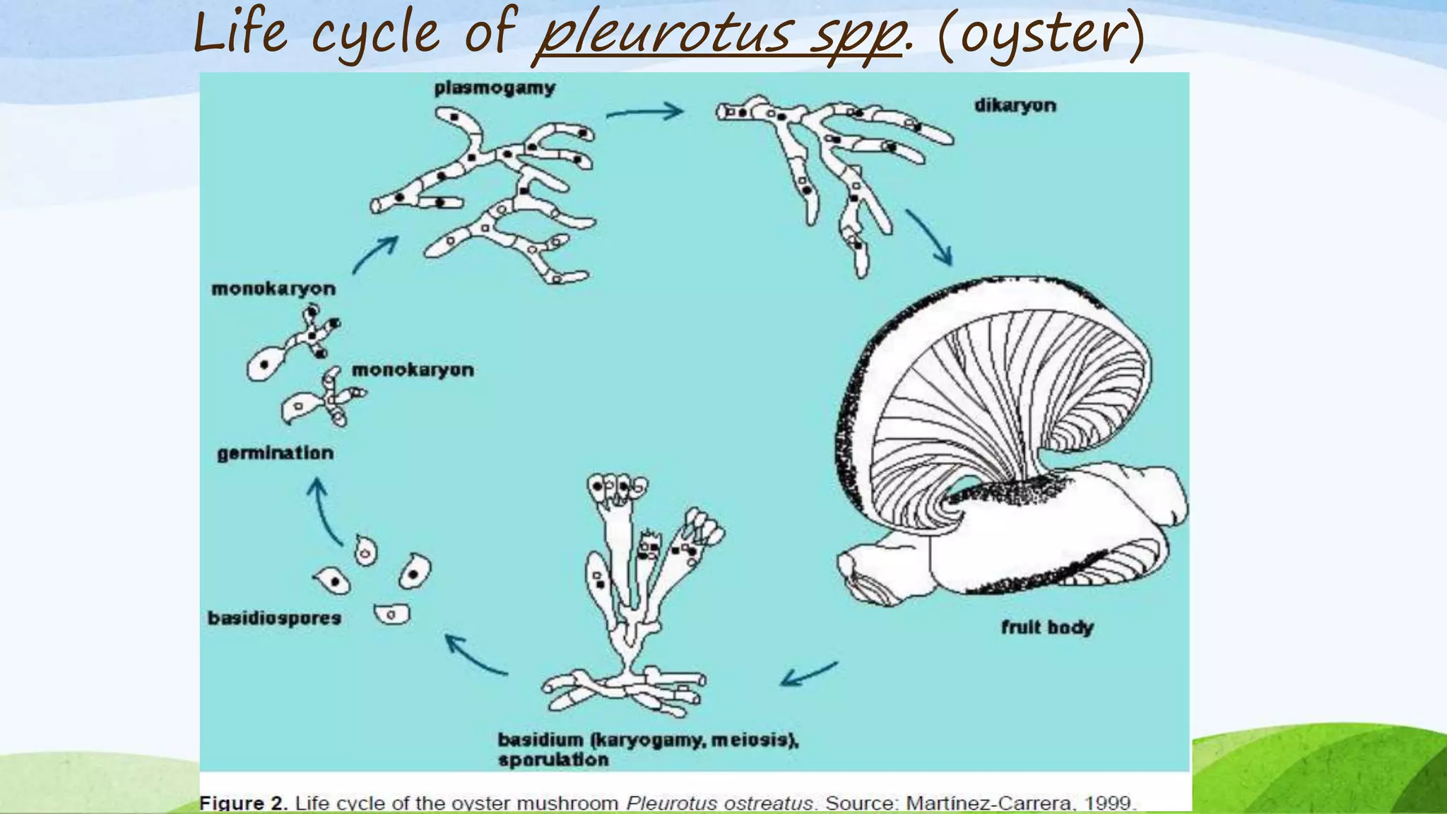 Taxonomy, classification and life cycle of cultivated Mushroom | PPTX