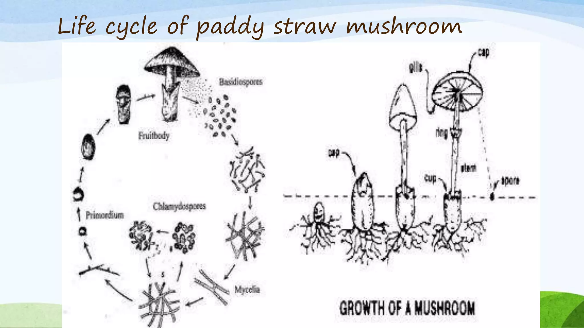 Taxonomy, classification and life cycle of cultivated Mushroom | PPTX