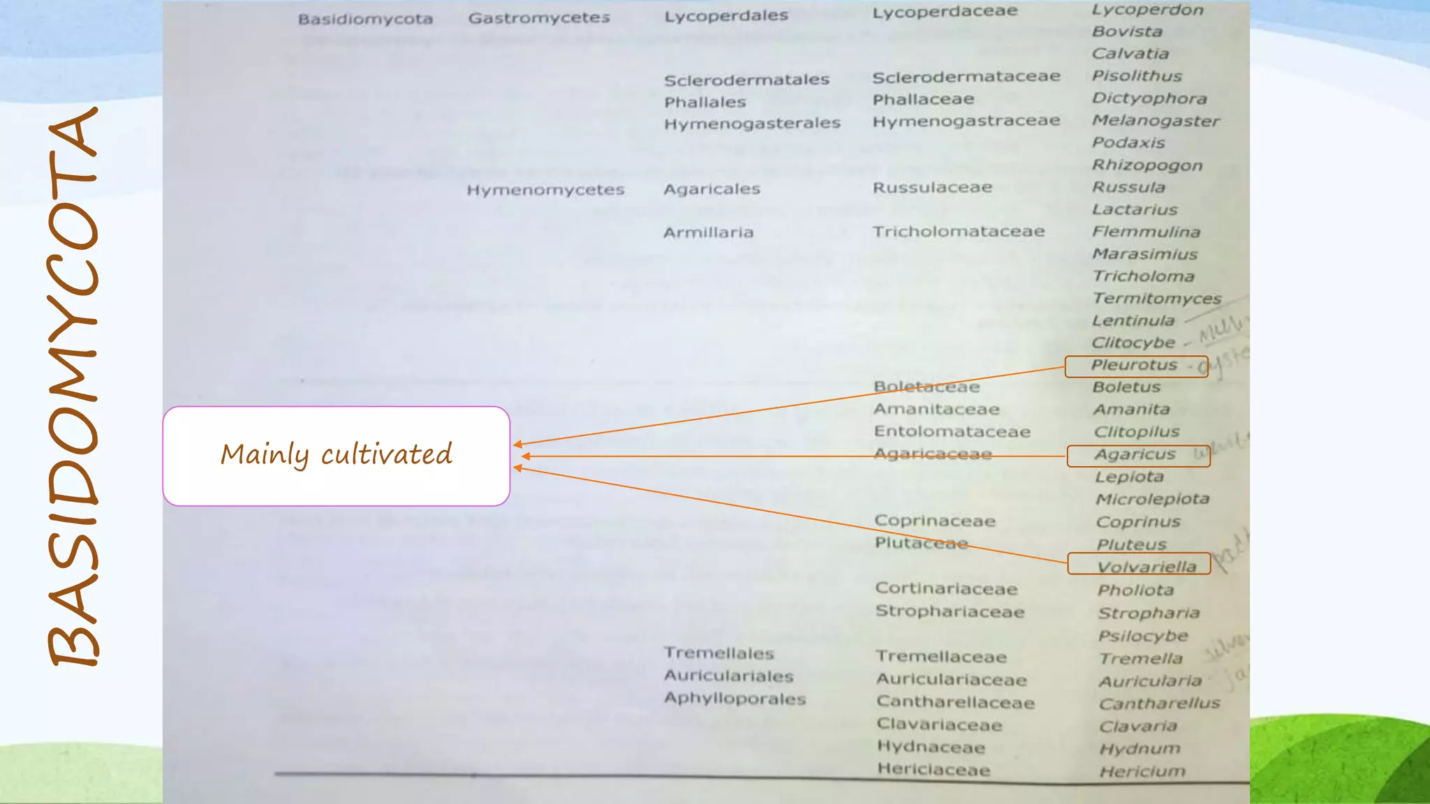 Taxonomy, classification and life cycle of cultivated Mushroom | PPTX