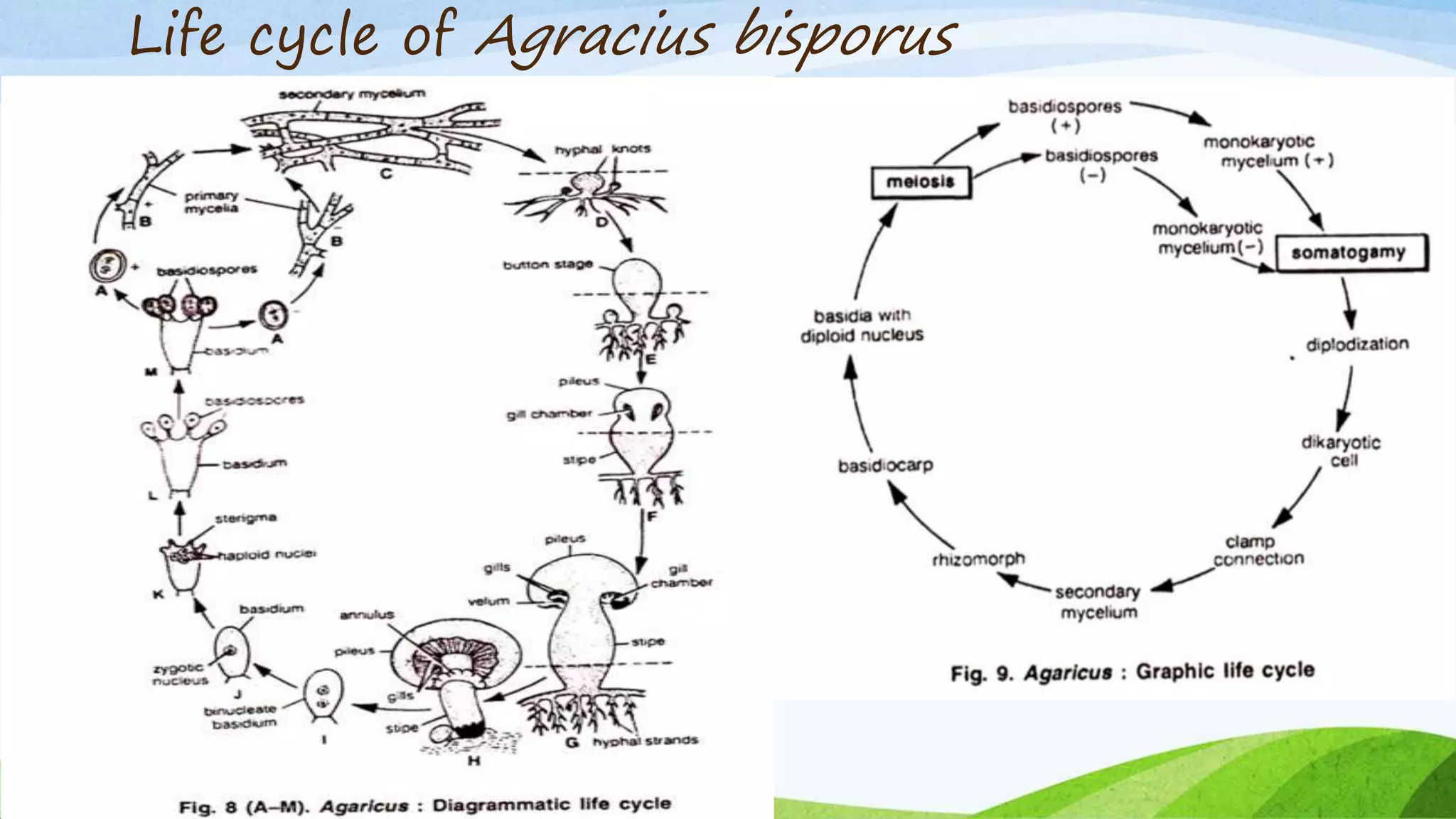 Taxonomy, classification and life cycle of cultivated Mushroom | PPTX