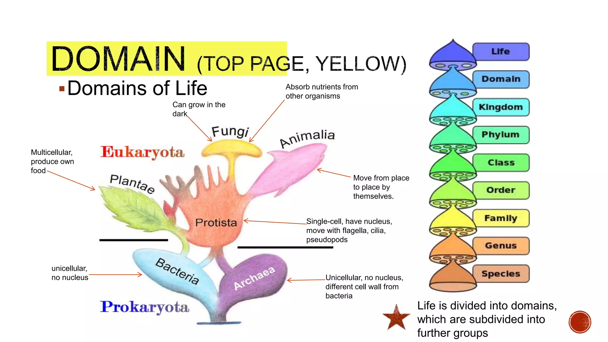 Taxonomy foldable ppt (2) | PPT