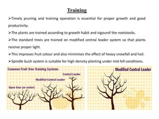 Apple: An Overview | PPTX