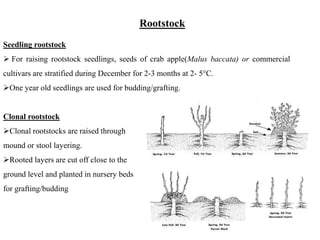Apple: An Overview | PPTX
