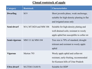 Apple: An Overview | PPTX