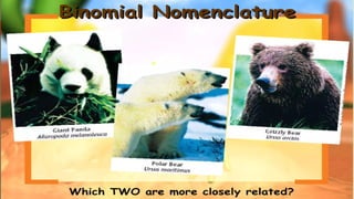 Taxonomy Morphology.ppt. Structure and Its function | PPTX