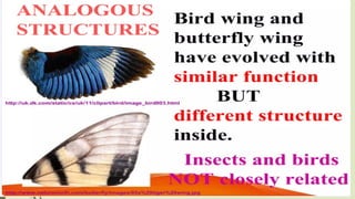 Taxonomy Morphology.ppt. Structure and Its function | PPTX