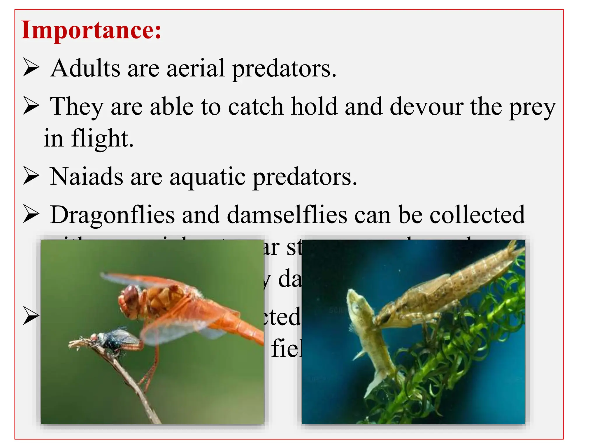 Taxonomy of different orders of an insect.pptx