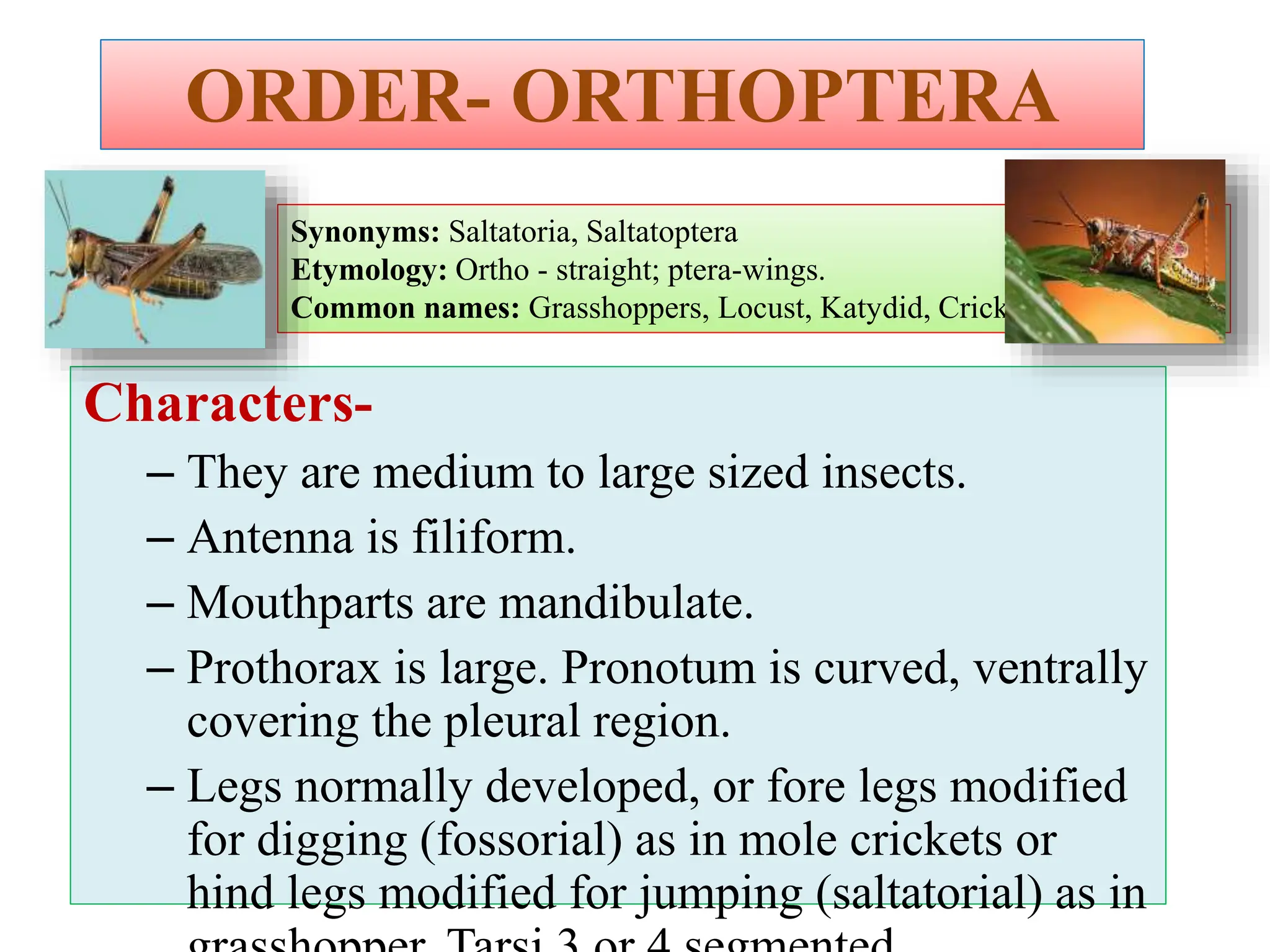 Taxonomy of different orders of an insect.pptx