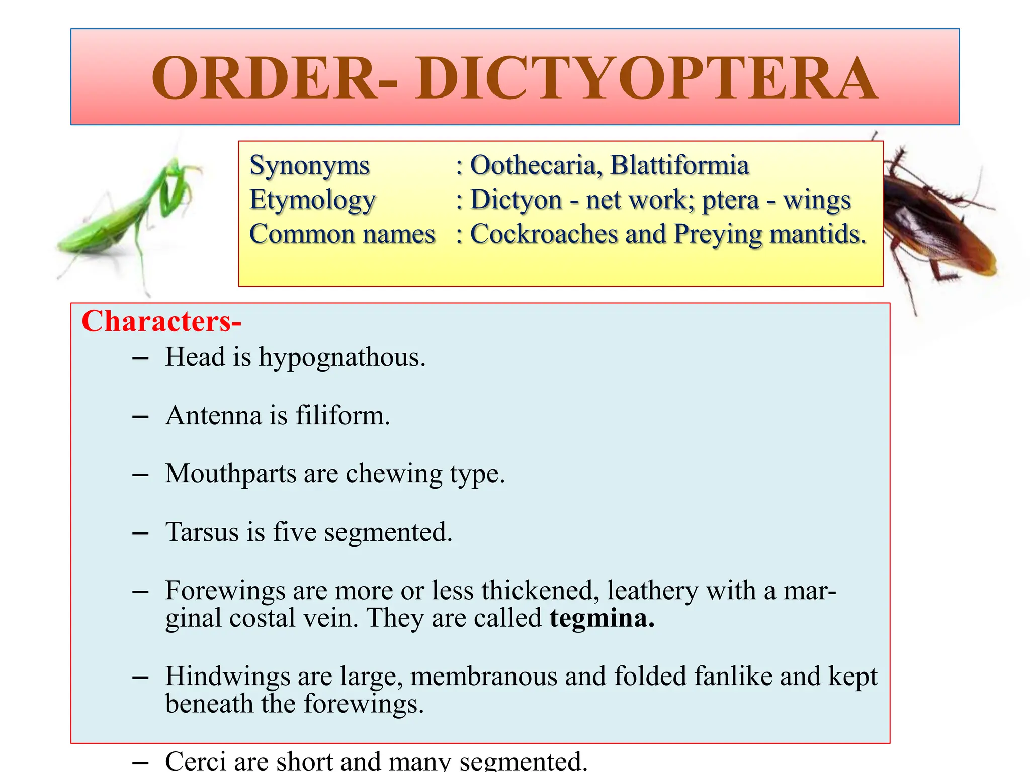 Taxonomy of different orders of an insect.pptx