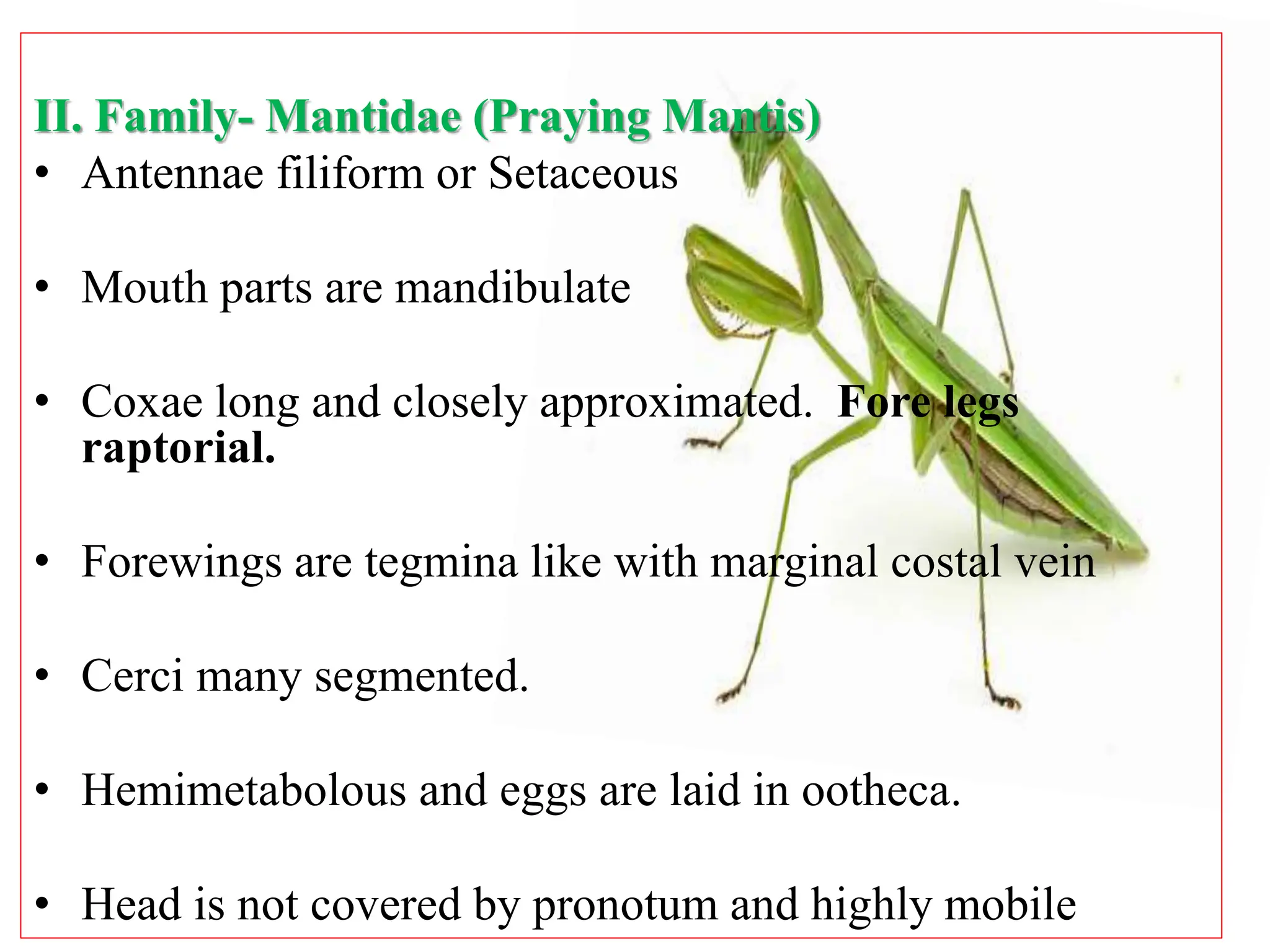 Taxonomy of different orders of an insect.pptx