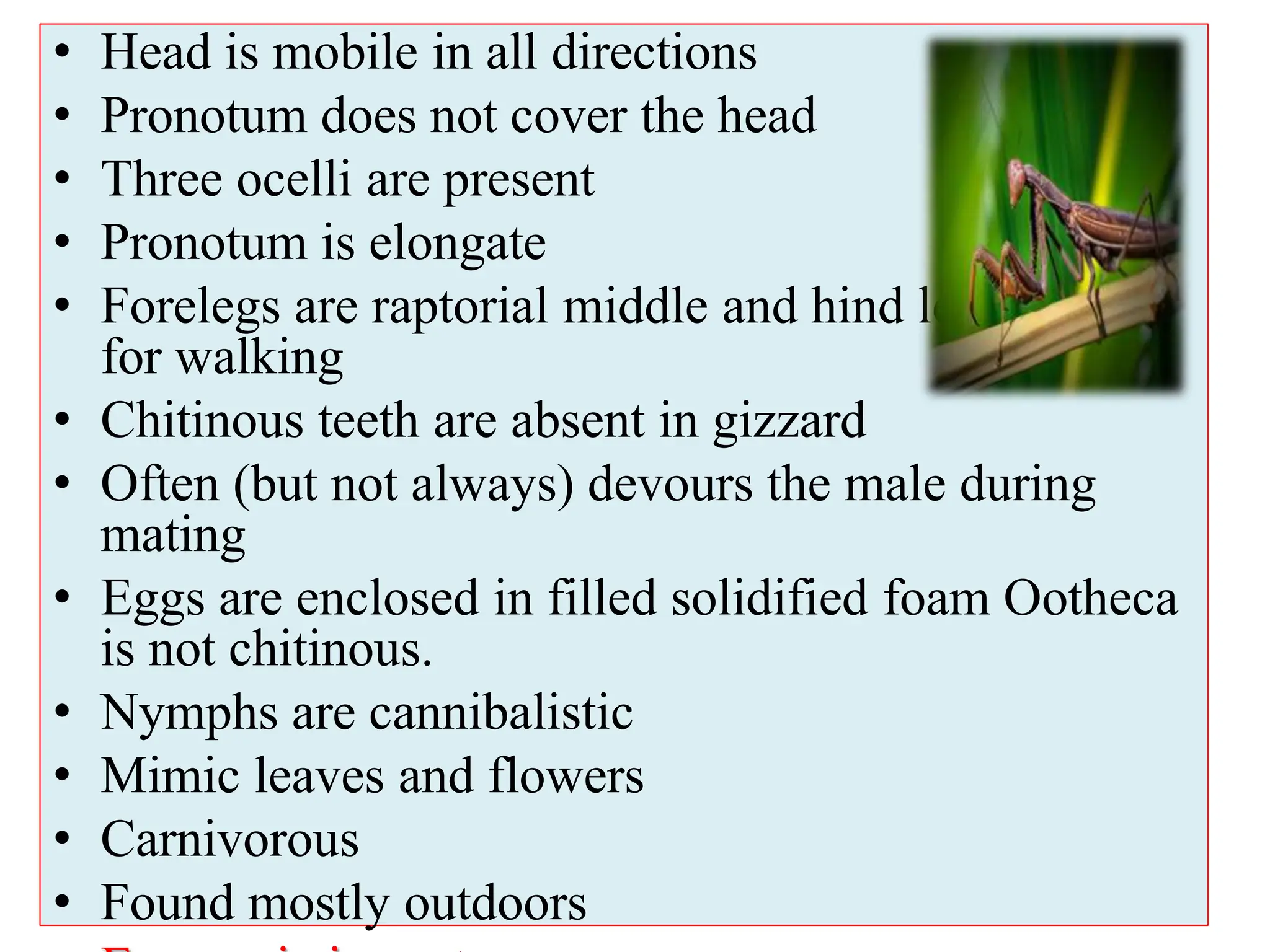 Taxonomy of different orders of an insect.pptx