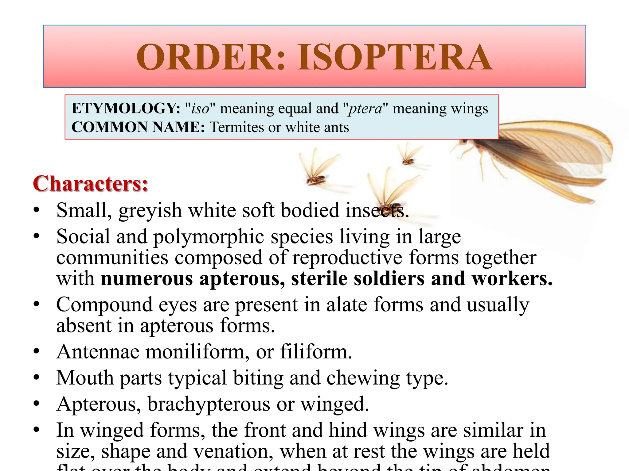 Taxonomy of different orders of an insect.pptx