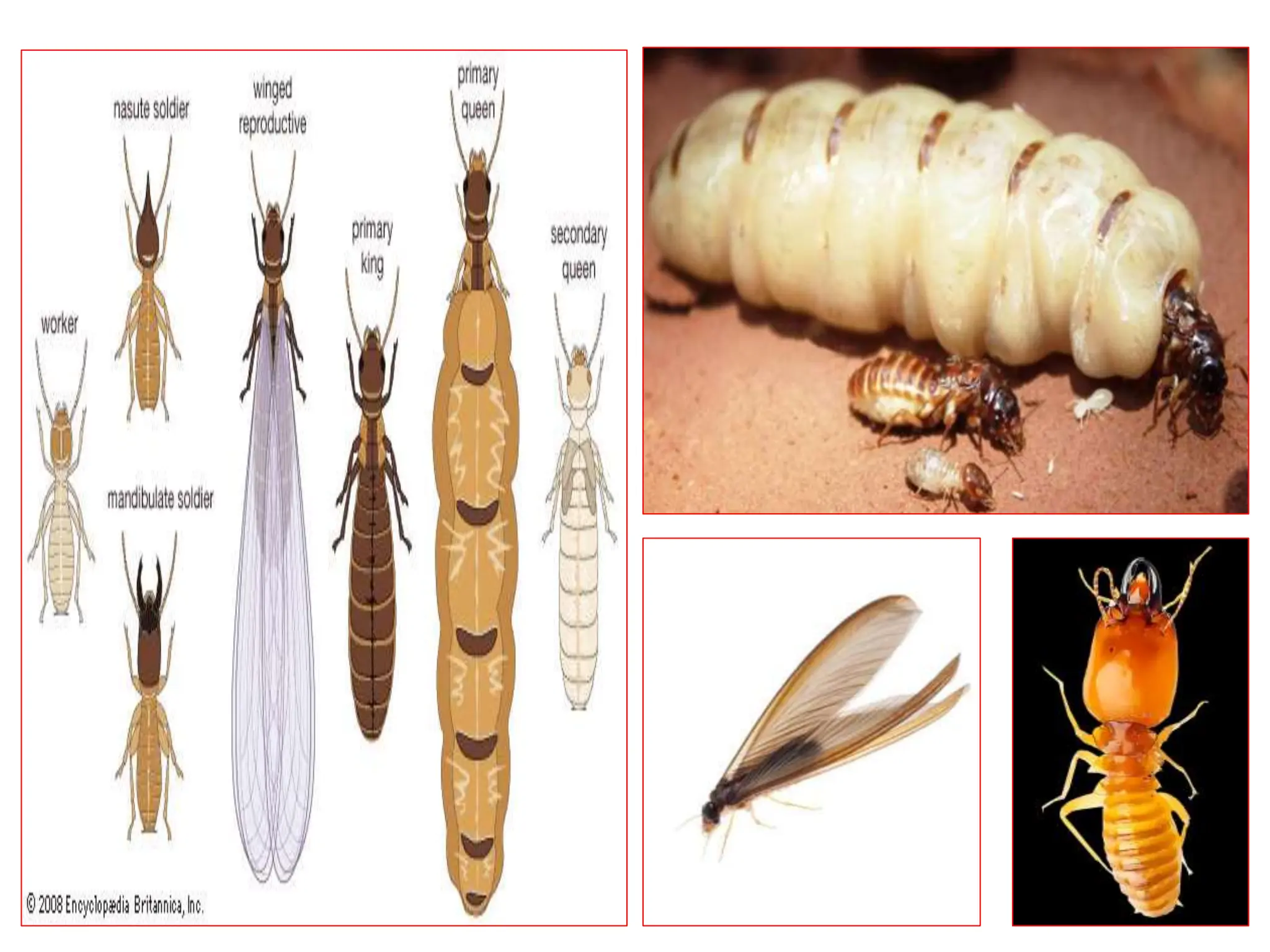 Taxonomy of different orders of an insect.pptx
