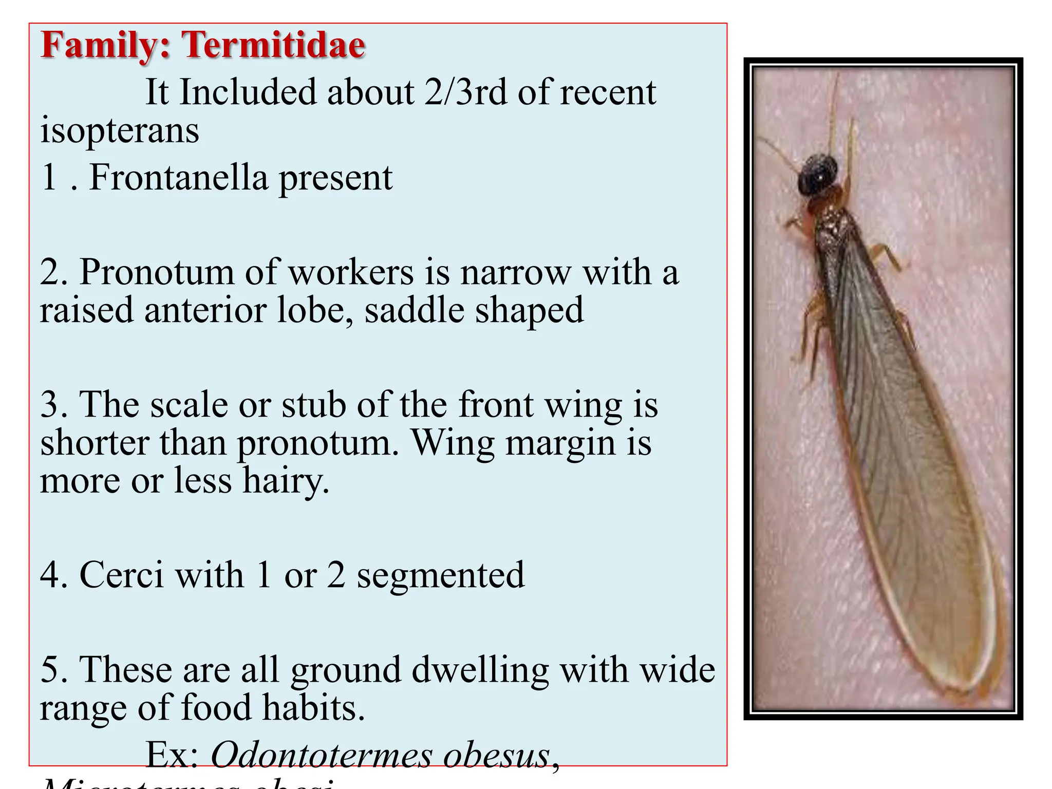 Taxonomy of different orders of an insect.pptx