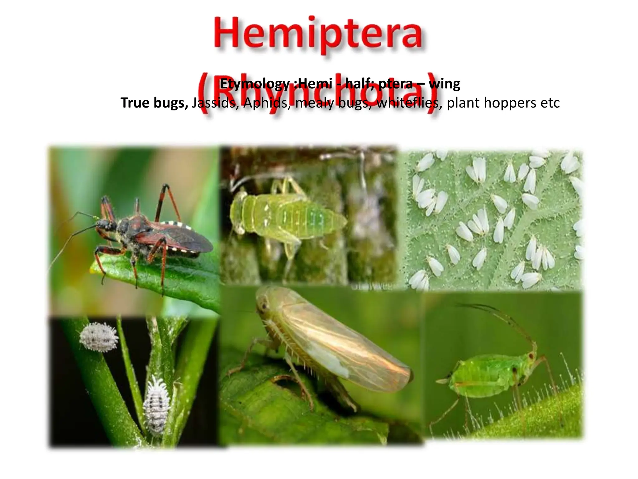Taxonomy of different orders of an insect.pptx