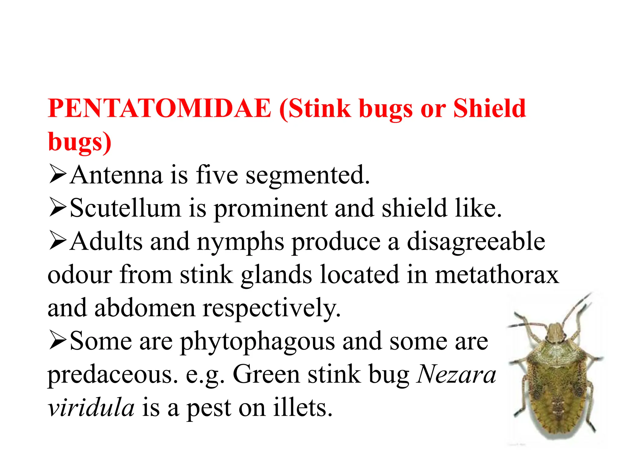Taxonomy of different orders of an insect.pptx