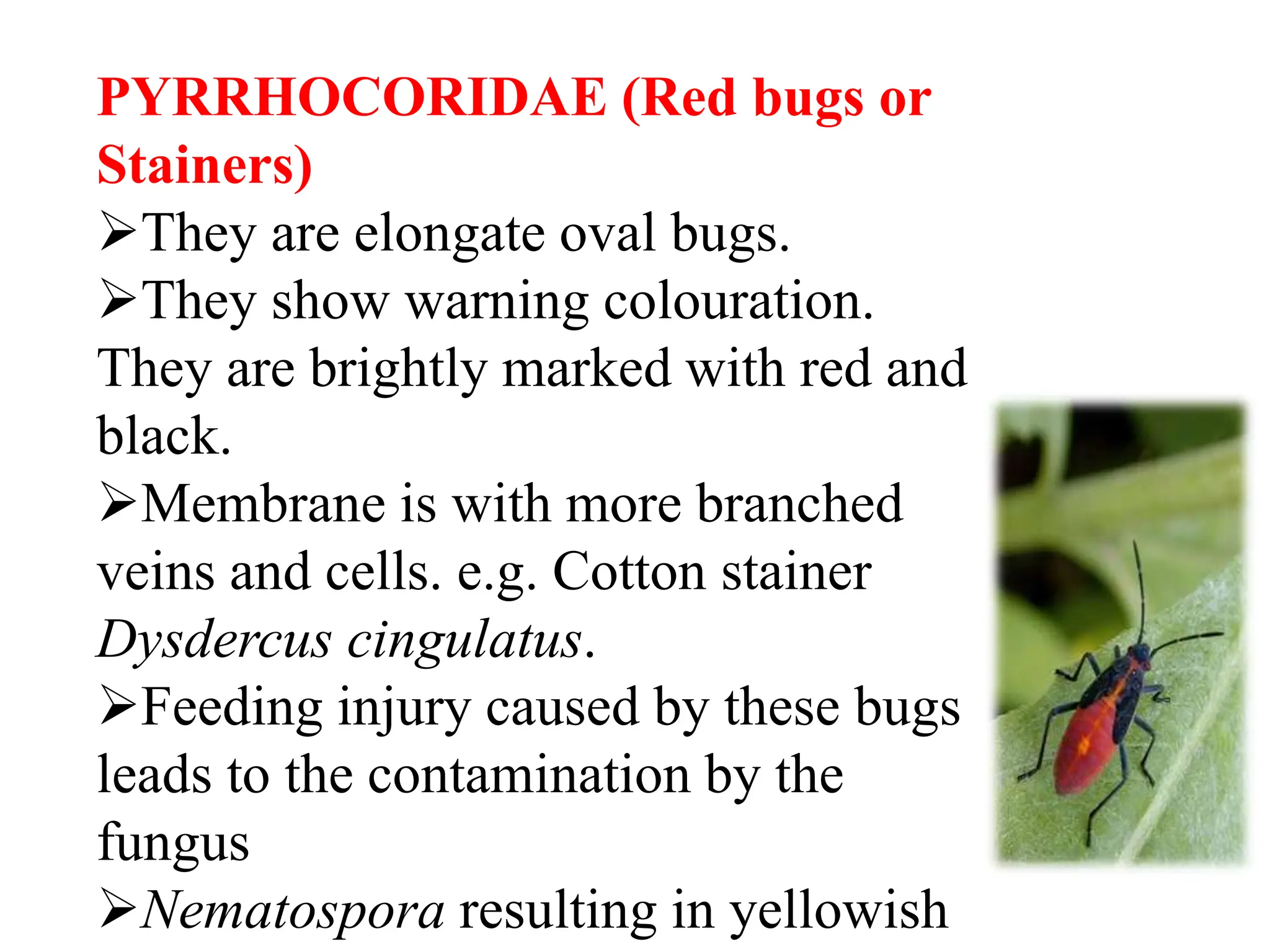 Taxonomy of different orders of an insect.pptx