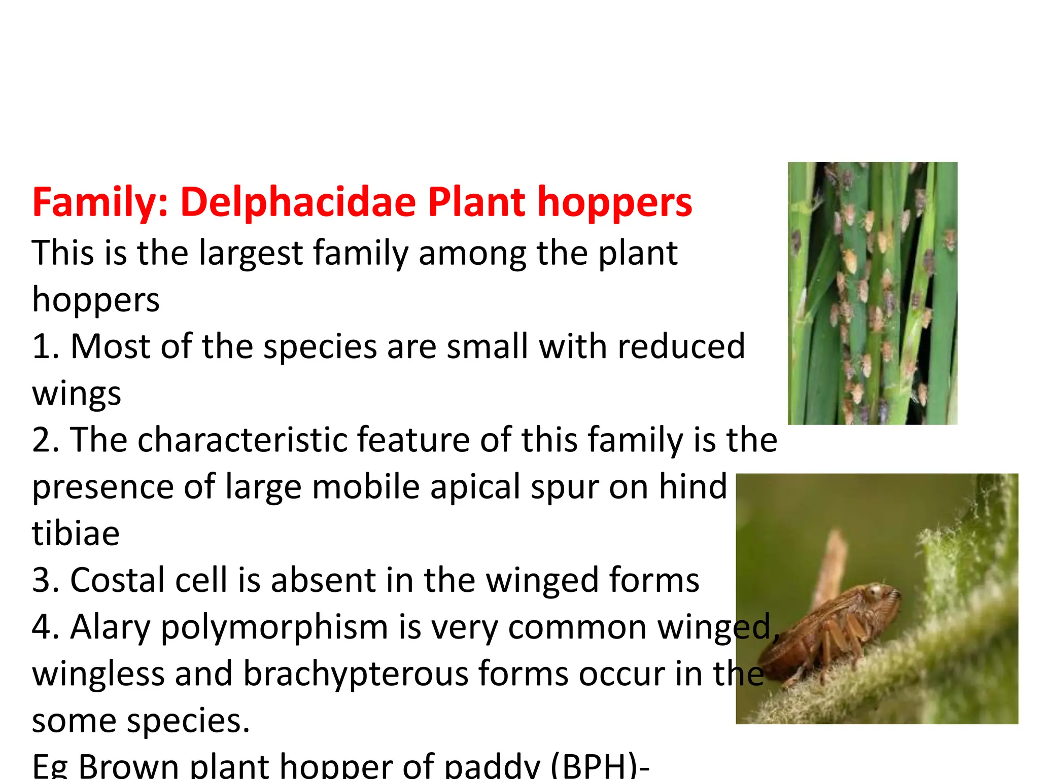 Taxonomy of different orders of an insect.pptx