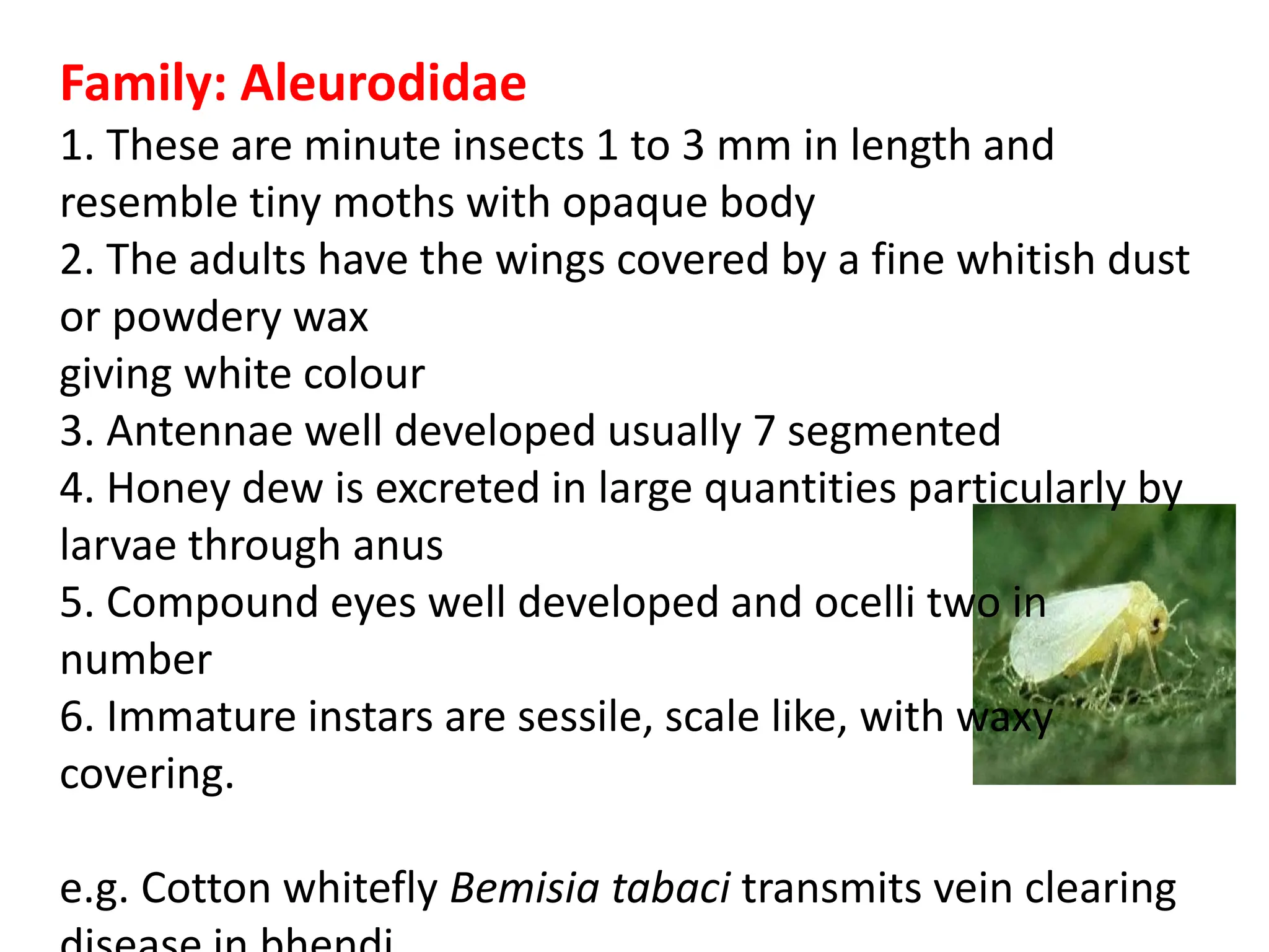 Taxonomy of different orders of an insect.pptx