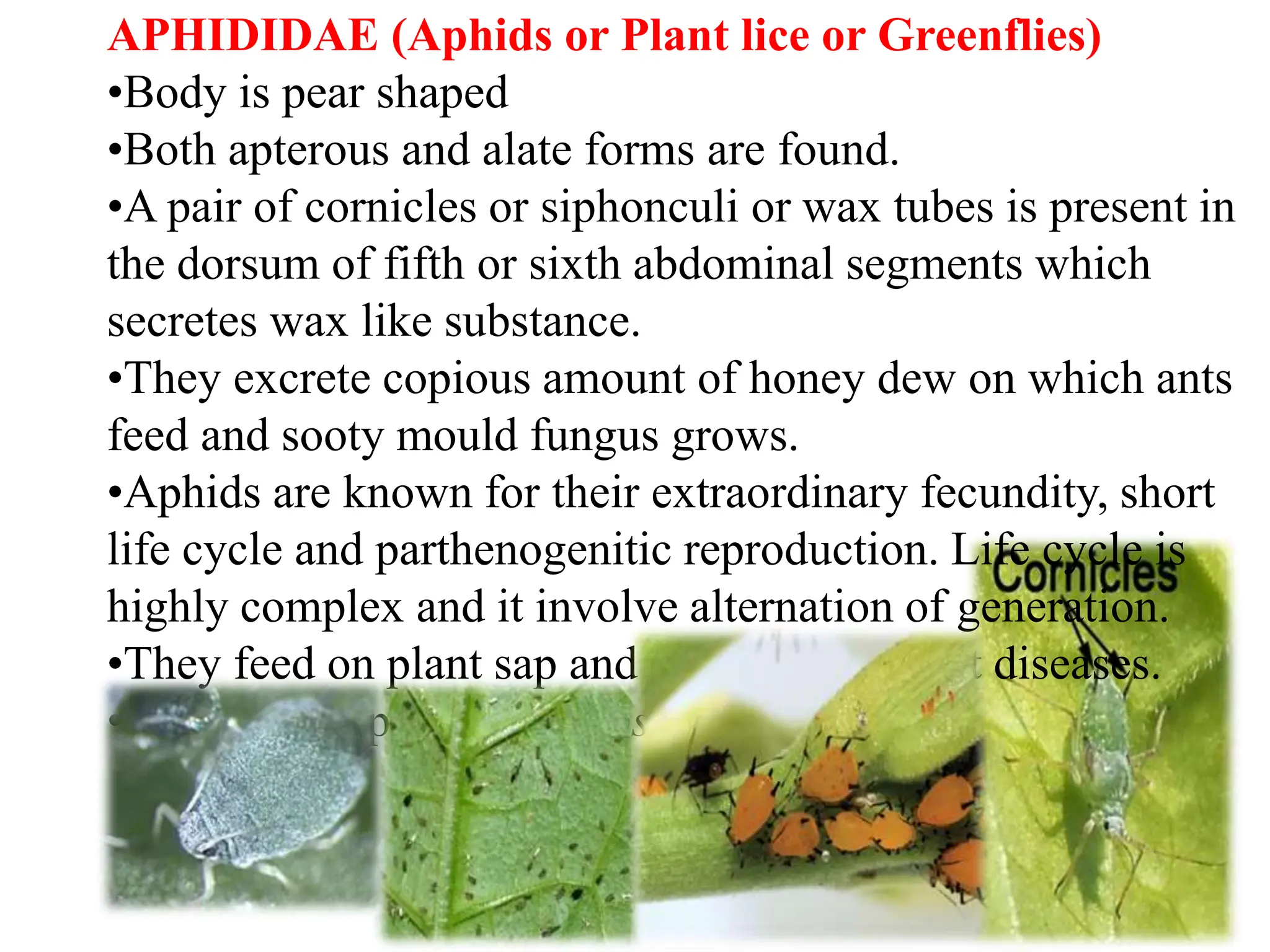 Taxonomy of different orders of an insect.pptx
