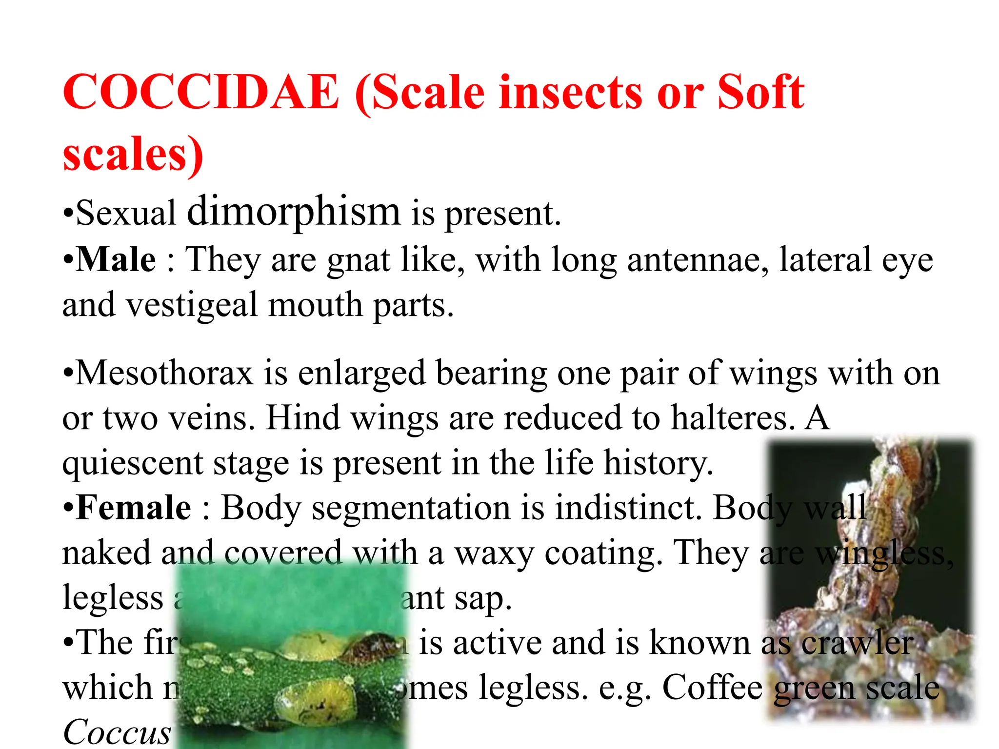 Taxonomy of different orders of an insect.pptx