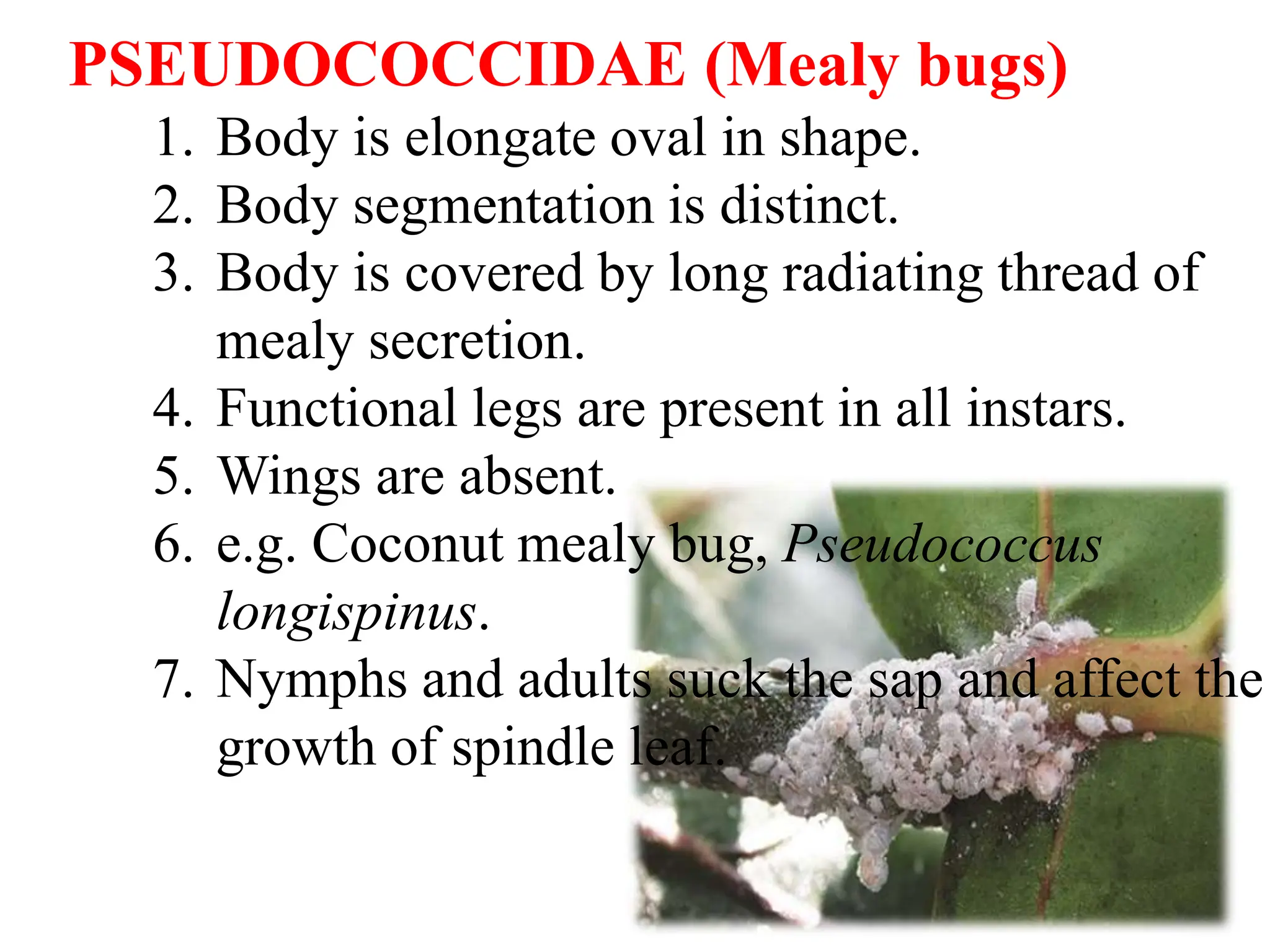 Taxonomy of different orders of an insect.pptx