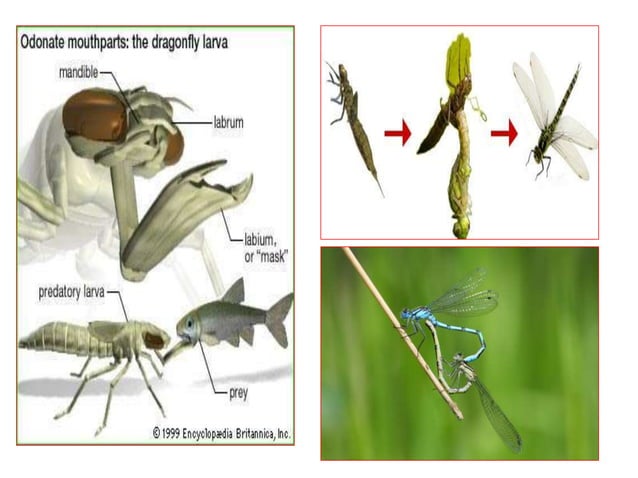 Taxonomy of different orders of an insect.pptx | Birdwatching | Hobbies ...