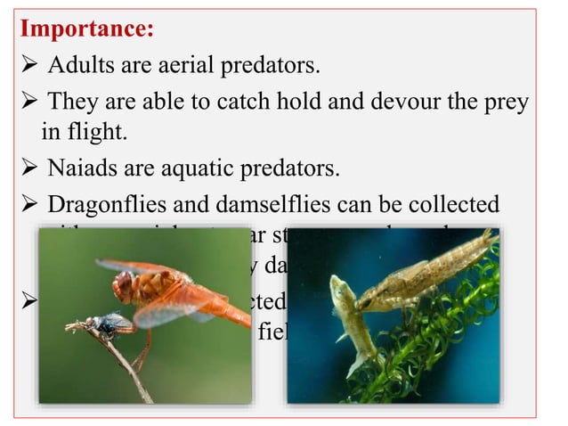 Taxonomy of different orders of an insect.pptx | Birdwatching | Hobbies & Interests