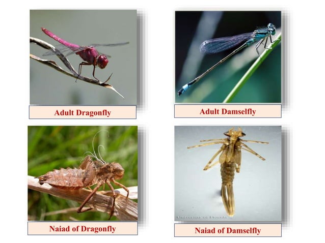 Taxonomy of different orders of an insect.pptx | Birdwatching | Hobbies ...