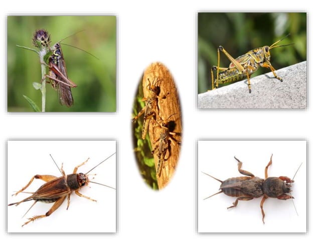 Taxonomy of different orders of an insect.pptx | Birdwatching | Hobbies ...