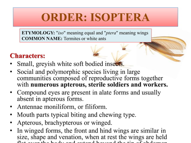 Taxonomy of different orders of an insect.pptx | Birdwatching | Hobbies ...