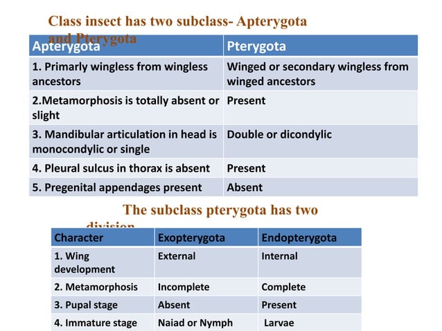 Taxonomy of different orders of an insect.pptx | Birdwatching | Hobbies ...