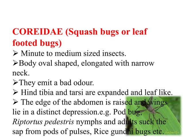Taxonomy of different orders of an insect.pptx