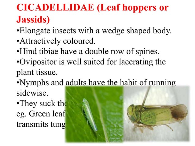 Taxonomy of different orders of an insect.pptx | Birdwatching | Hobbies ...