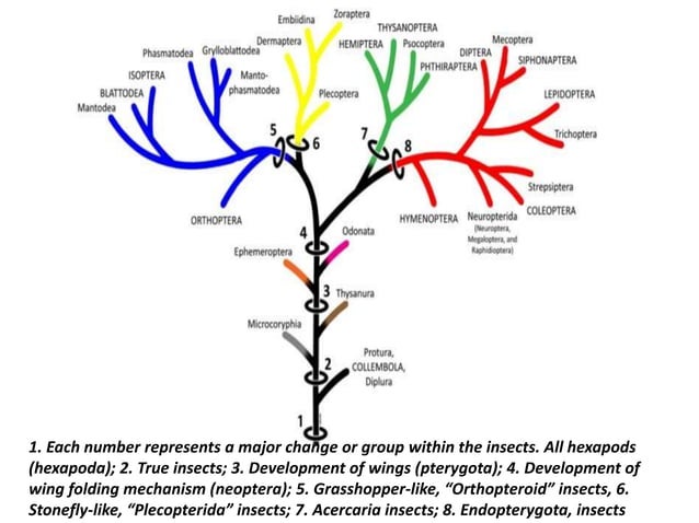 Taxonomy of different orders of an insect.pptx | Birdwatching | Hobbies ...