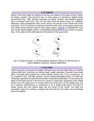 Taxonomy of finfish notes | PDF