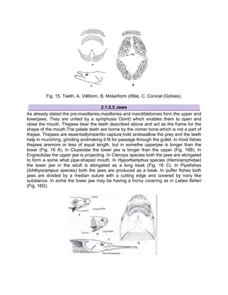 Taxonomy of finfish notes | PDF