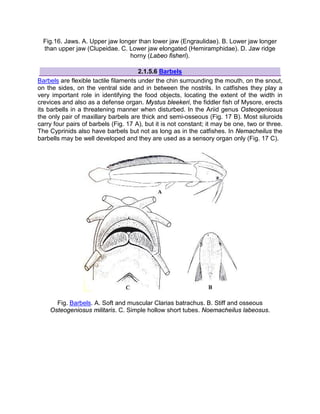 Taxonomy of finfish notes | PDF