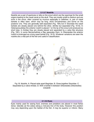 Taxonomy of finfish notes | PDF