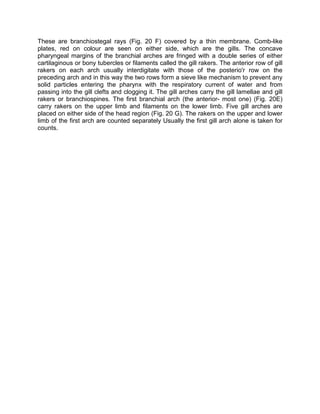 Taxonomy of finfish notes | PDF