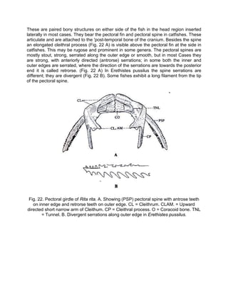 Taxonomy of finfish notes | PDF