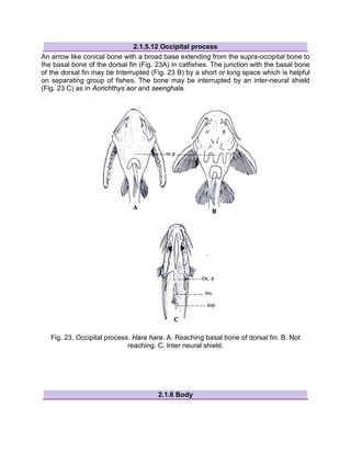 Taxonomy of finfish notes | PDF