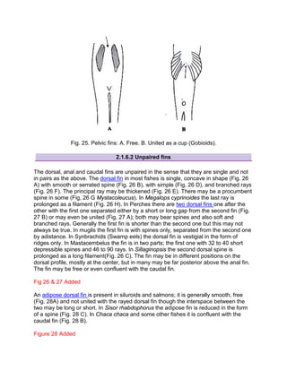 Taxonomy of finfish notes | PDF
