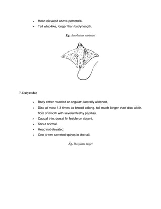 Taxonomy of finfish notes | PDF