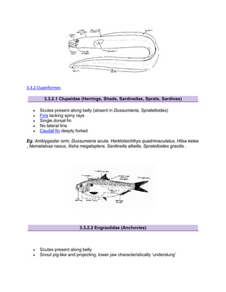 Taxonomy of finfish notes | PDF
