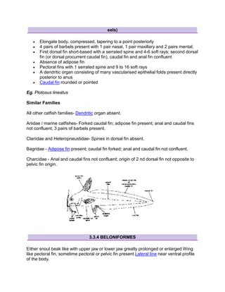 Taxonomy of finfish notes | PDF