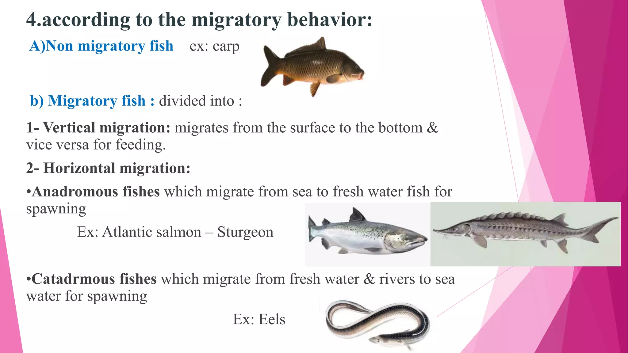 Taxonomy Of Fishes.pptx