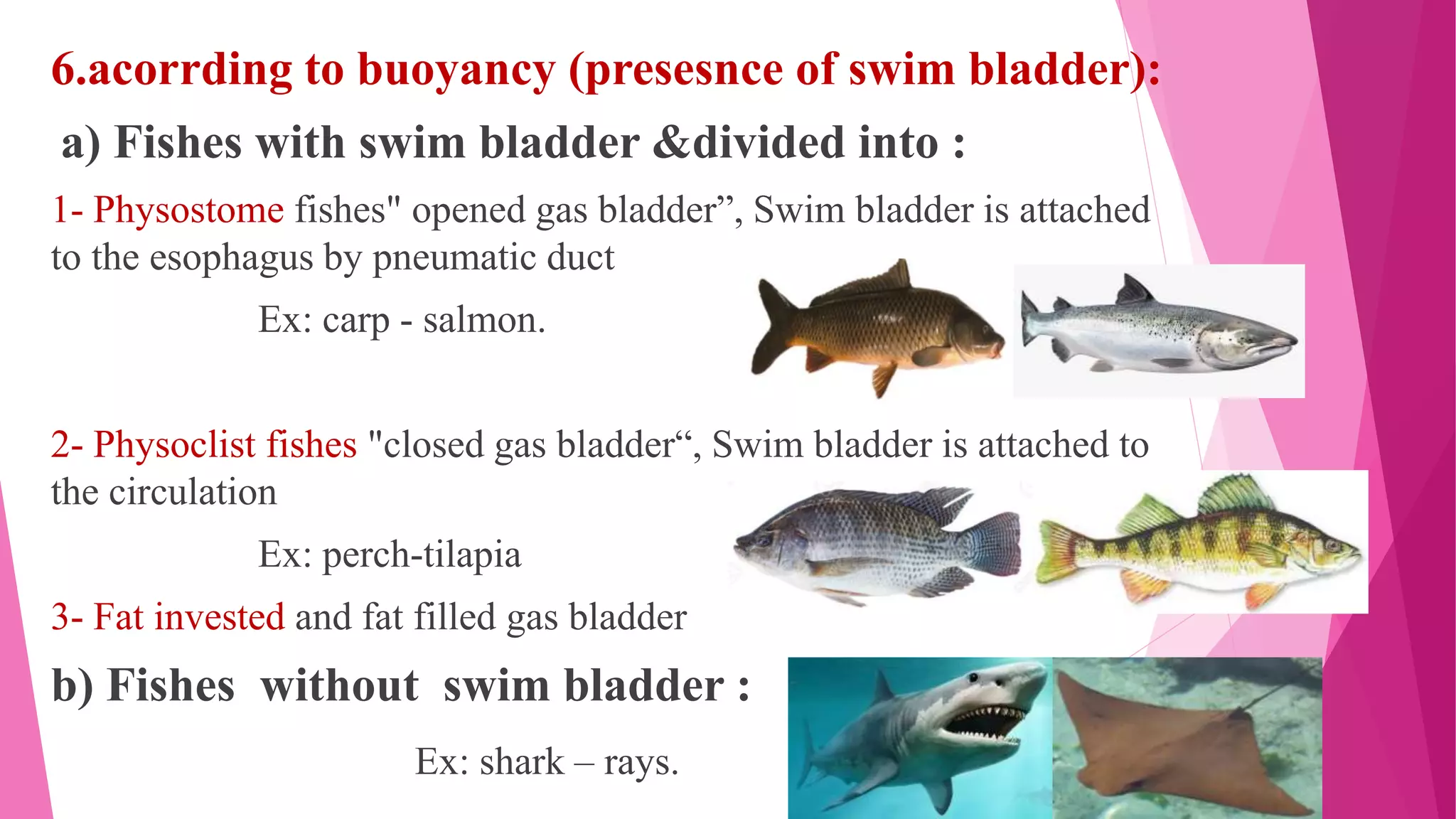 Taxonomy Of Fishes.pptx