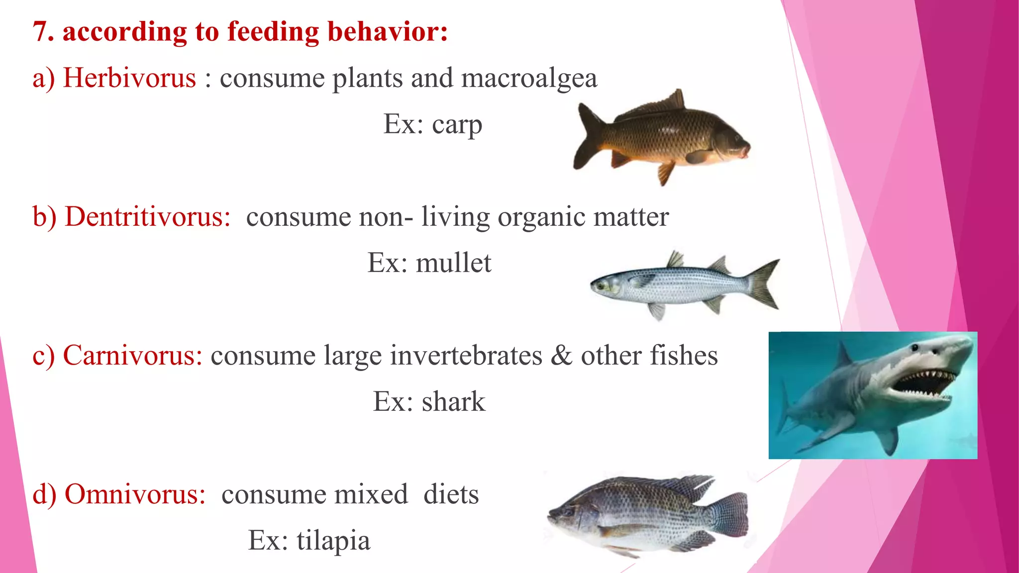 Taxonomy Of Fishes.pptx